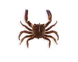 Chasebaits Crusty Crab 50 - Sportys Fishing